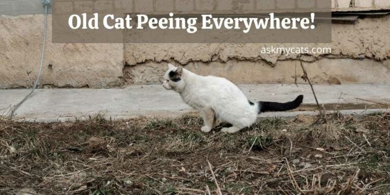 Old Cat Peeing Everywhere! How To Stop Them?