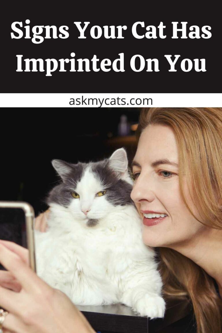 Signs Your Cat Has Imprinted On You: Do Cats Imprint On One Person?
