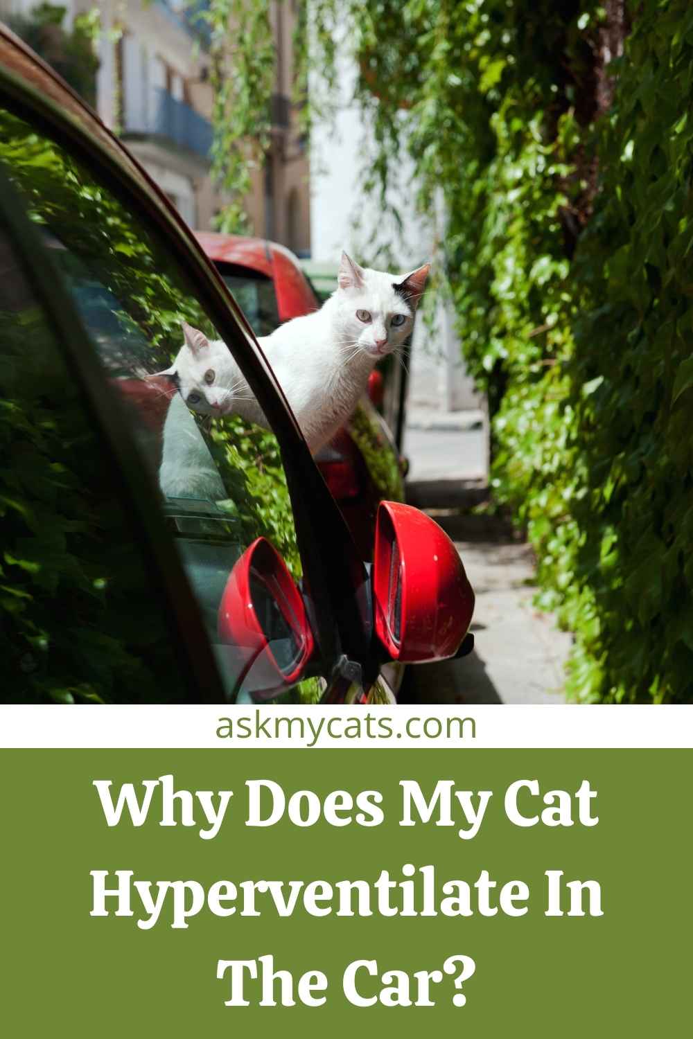 Why Do Cats Pant in the Car? How To Travel With Your Cat Safely?
