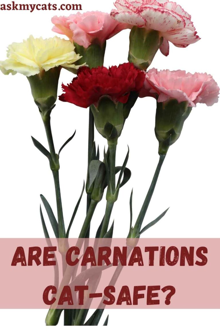 Are Carnations Toxic To Cats? How To Treat Carnation Poisoning in Cats?