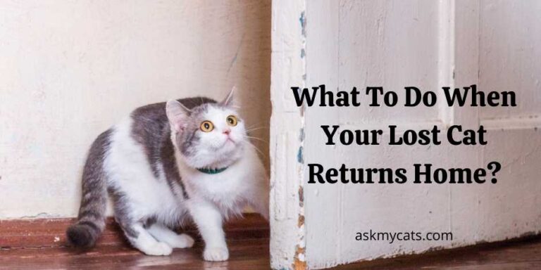 What To Do When Your Lost Cat Returns Home?