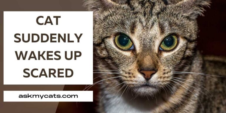 Why My Cat Suddenly Wakes Up Scared?