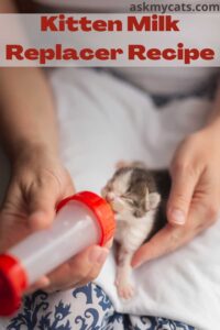 How To Prepare Homemade Kitten Milk Replacer: 4 Recipes