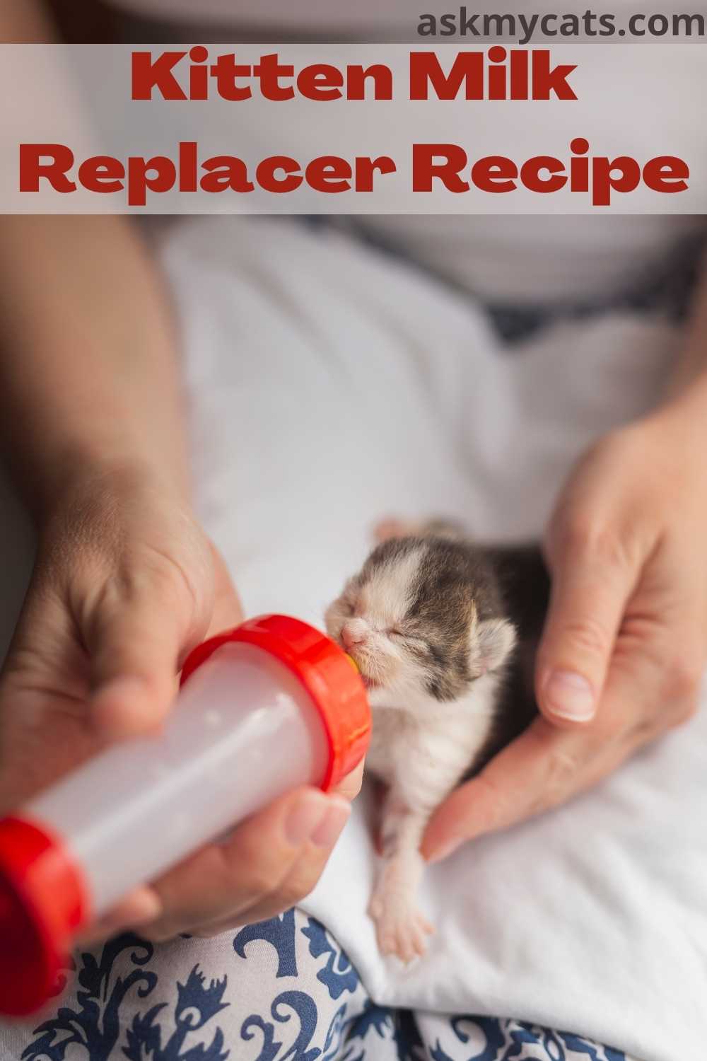 How To Prepare Homemade Kitten Milk Replacer: 4 Recipes