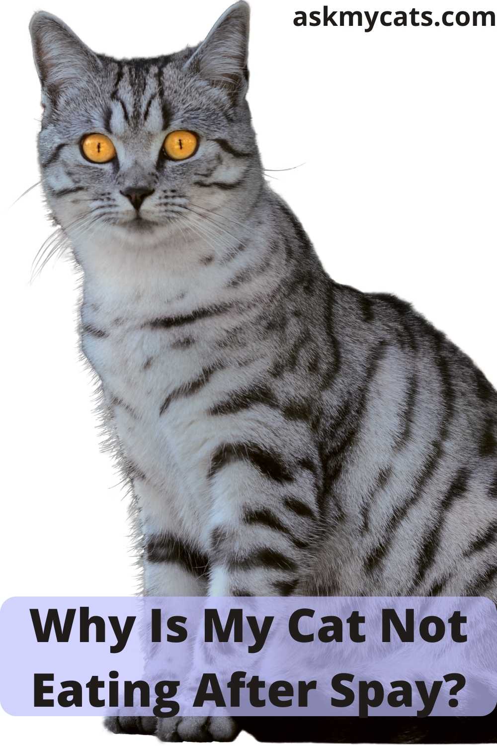 Cat Not Eating After Spay: Reasons & Solutions