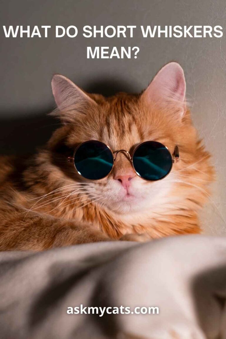 Why Are My Cat’s Whiskers So Short?