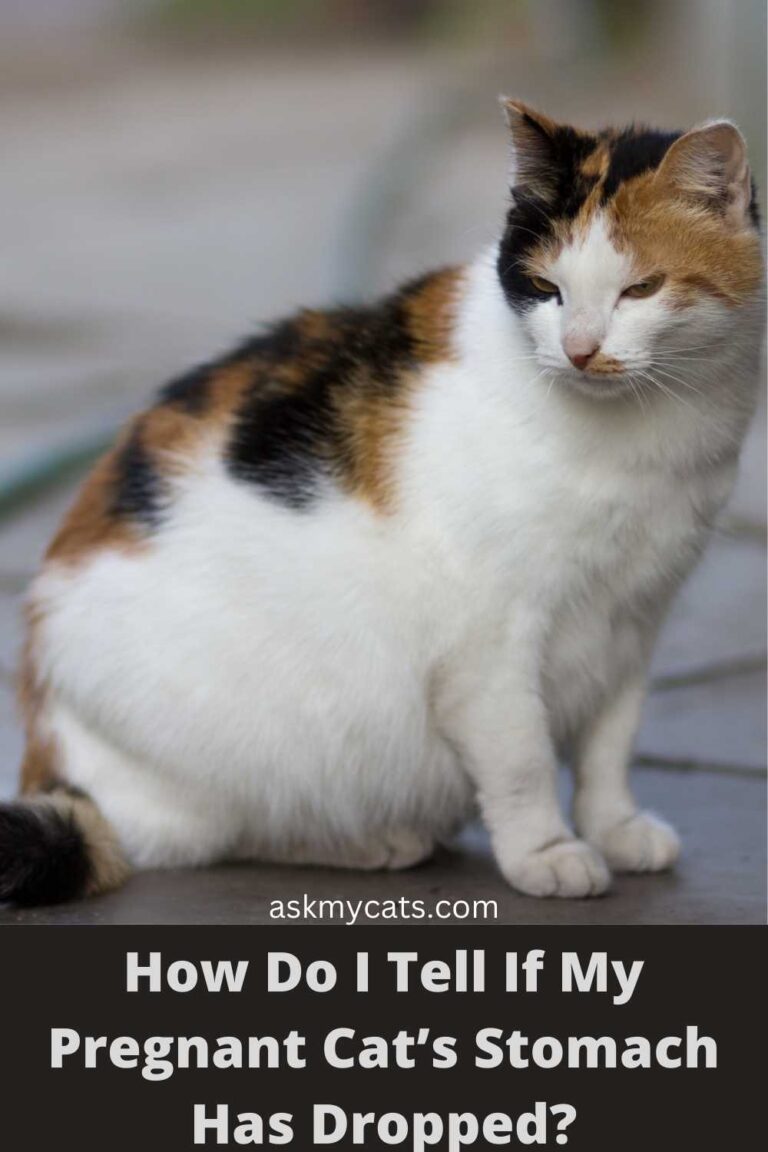 Why Did My Pregnant Cat’s Belly Drop?