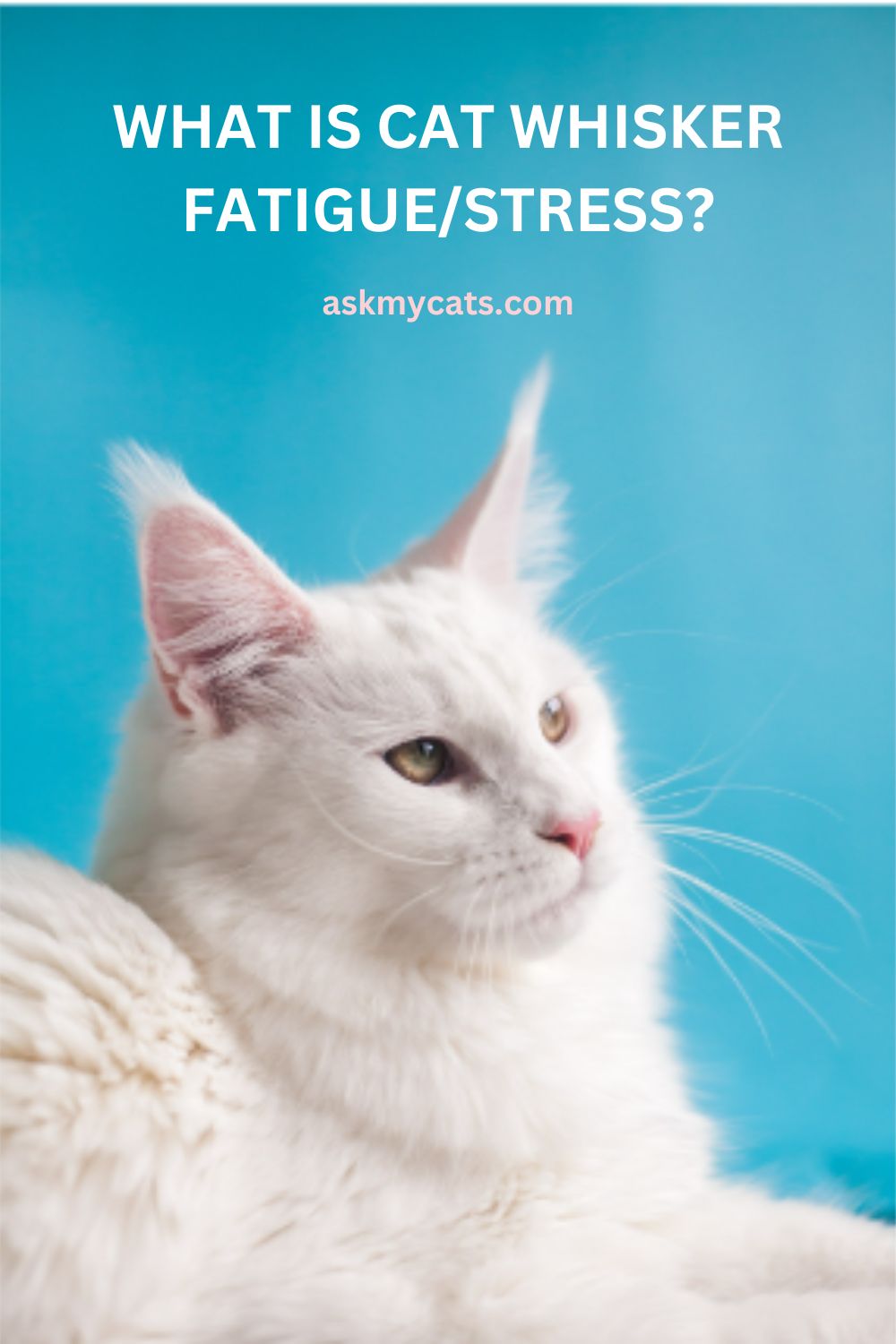 What Is Cat Whisker Fatigue Or Stress what-is-cat-whisker-fatigue-or-stress