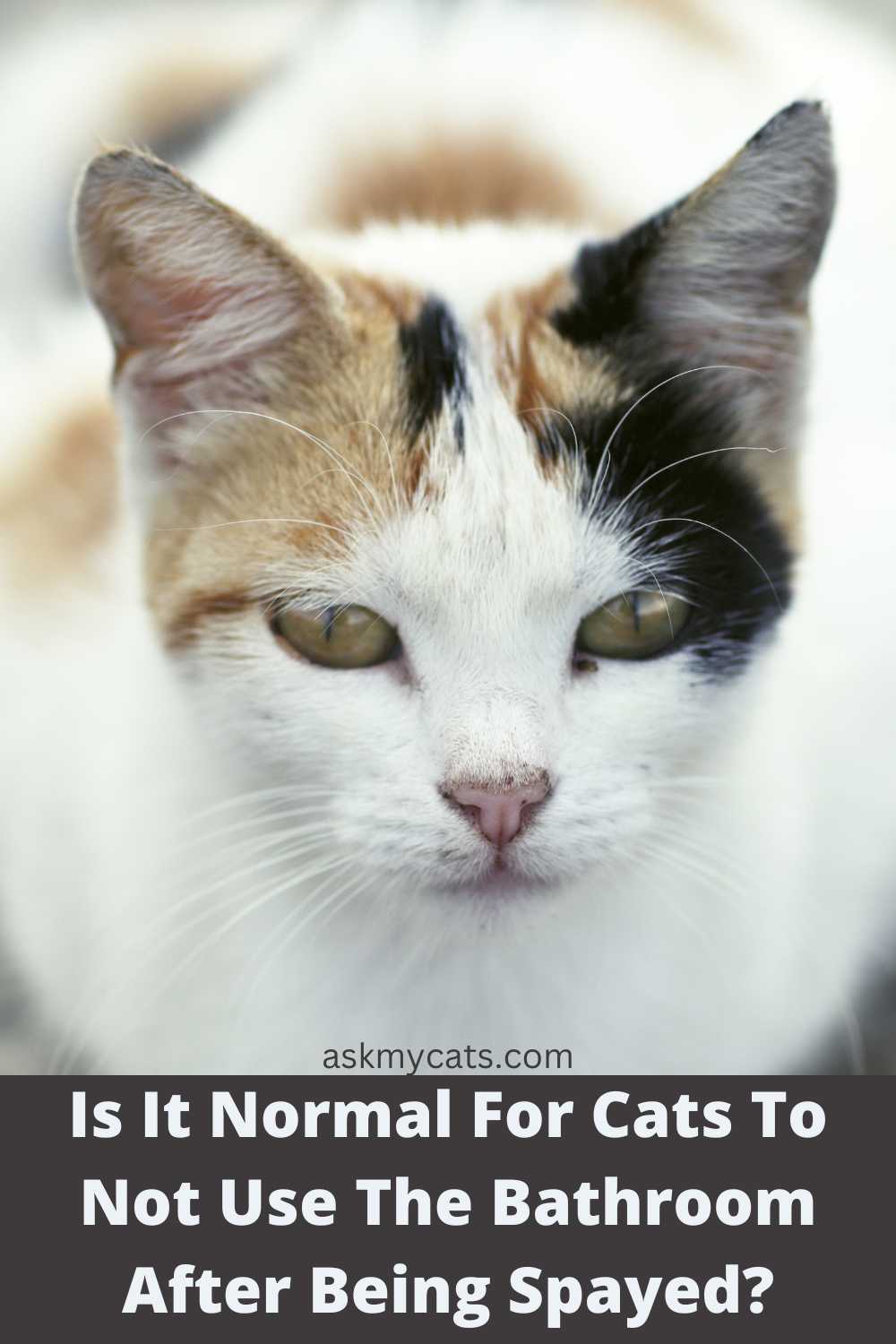Why Do Cats Not Use Litter Boxes After Being Spayed?