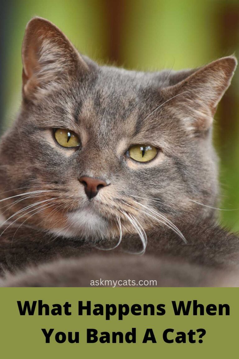 How To Neuter A Cat At Home With A Rubber Band?