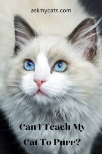 How To Make A Cat Purr?: 7 Simple Tricks