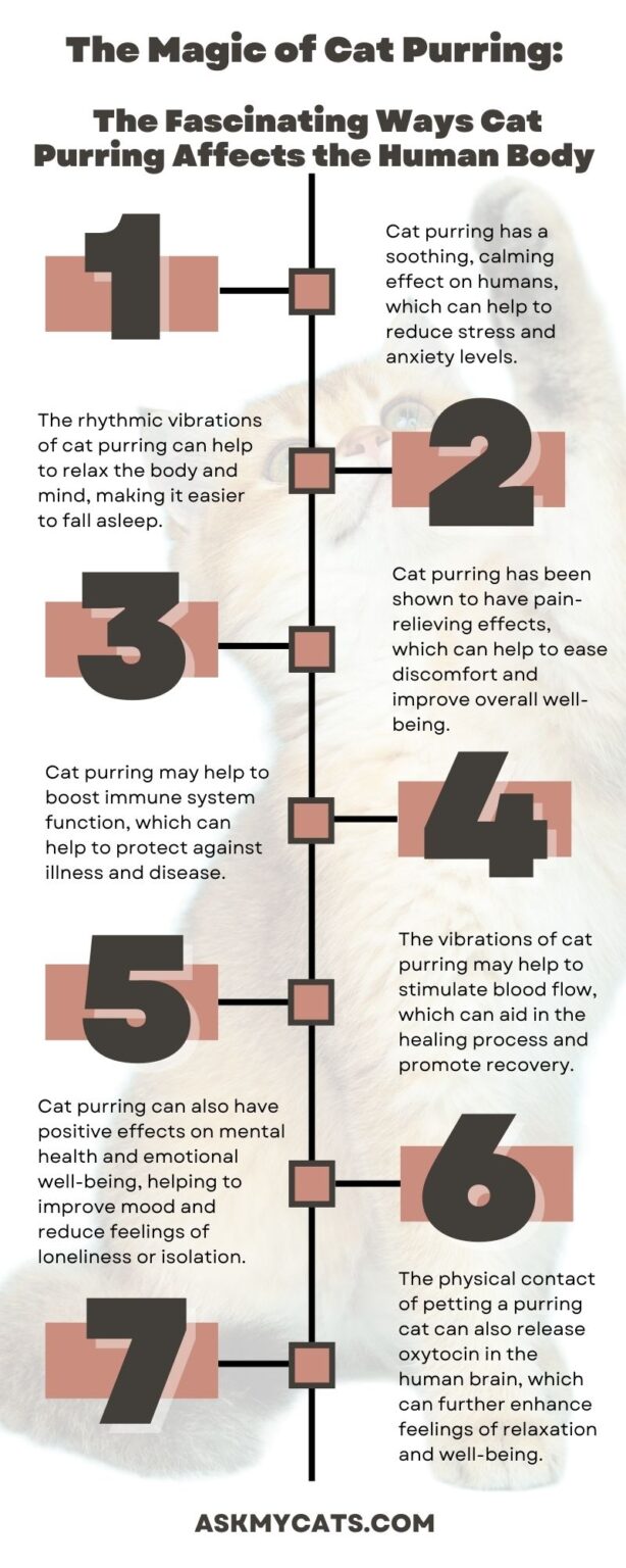 Cat Purring Effect On Humans: The Power of Cat Purring
