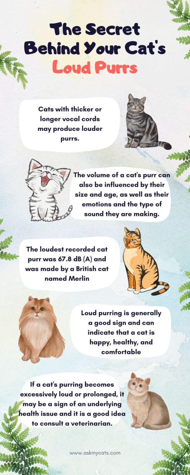 Why Does My Cat Purr So Loudly? 5 Reasons