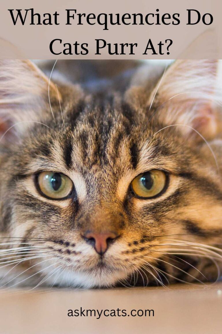 Cat Purring Effect On Humans: The Power of Cat Purring