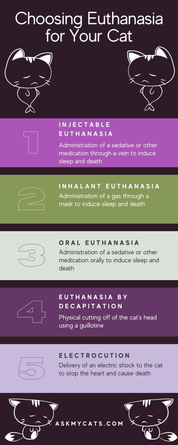 What Are The Different Methods Of Cat Euthanasia?