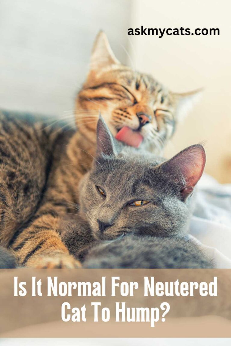 Neutered Male Cat Mounting: Reasons & Solutions