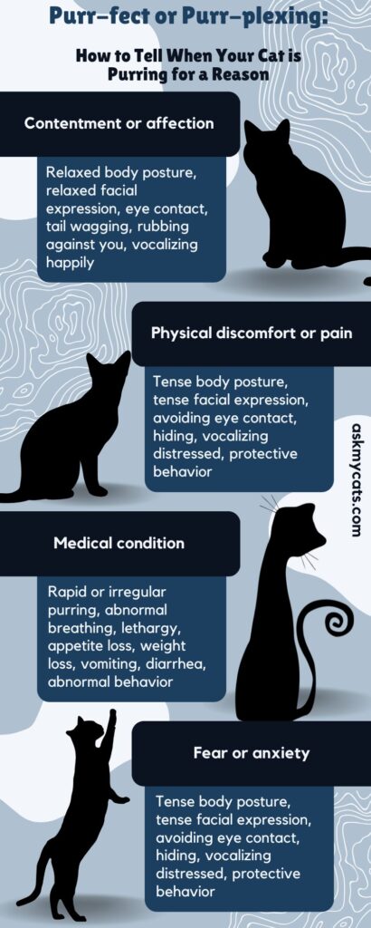 Do Cats Purr When They Are Sick Or In Pain?