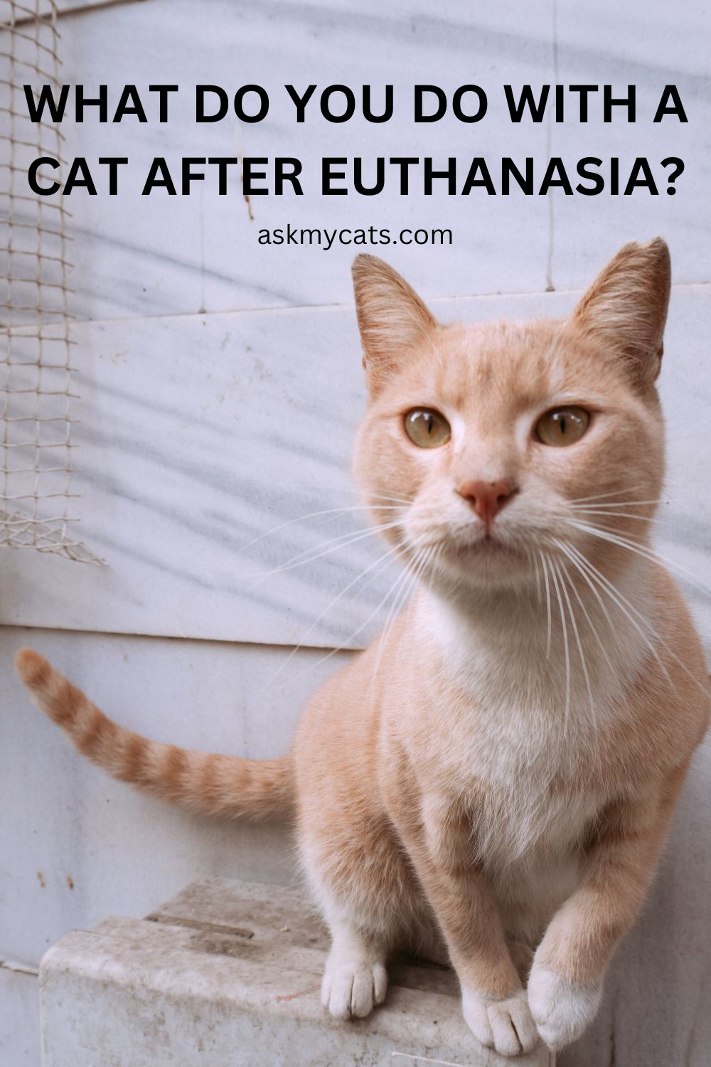 What To Do After Cat Euthanasia? A Cat Owner's Final Guide