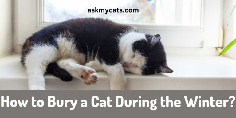 How to Bury a Cat During the Winter? Say Farewell with Dignity