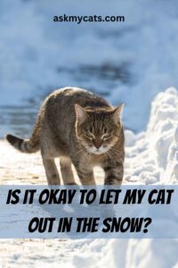 Do Cats Really Like Snow? Myth or Reality?