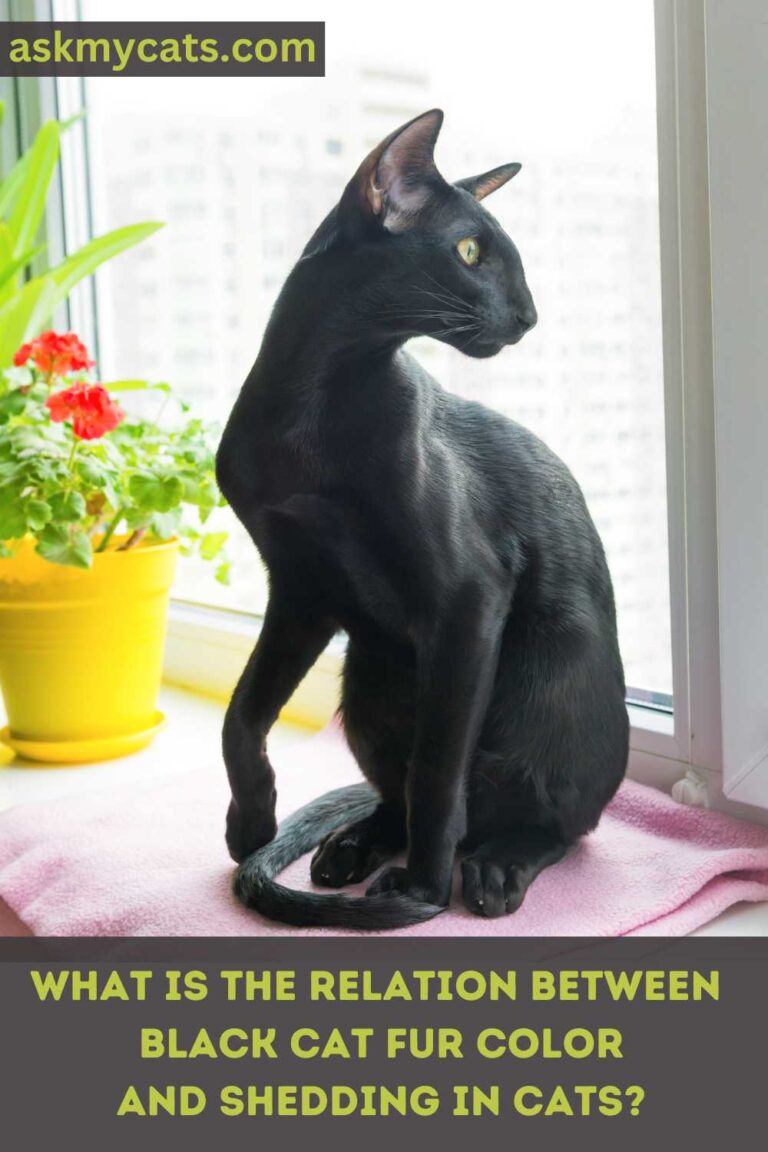 Do Black Cats Shed? Everything You Need to Know