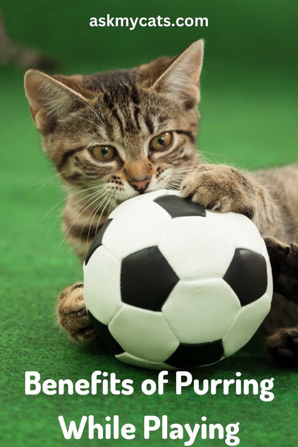 Why Does My Cat Purr While Playing? Unlocking the Mystery