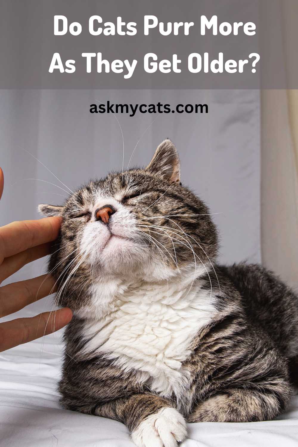 Purr-fectly Aged: Do Older Cats Purr More or Less?