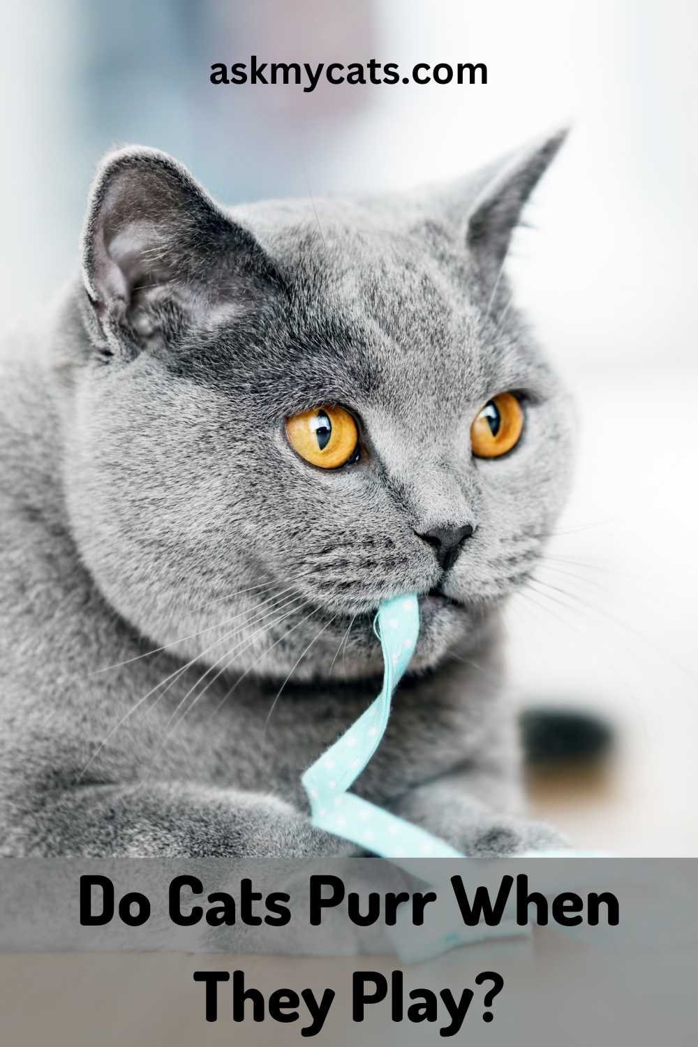 Why Does My Cat Purr While Playing? Unlocking the Mystery