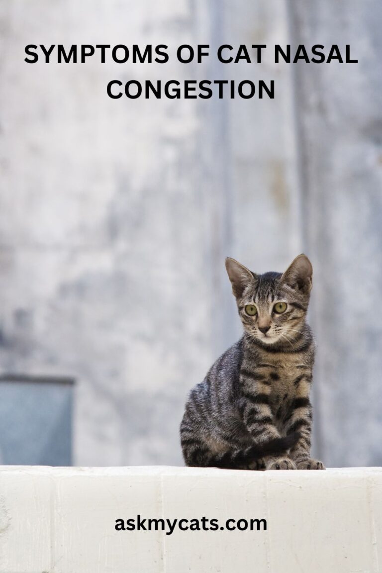 Understanding Cat Nasal Congestion: Unblocking the Sniffles