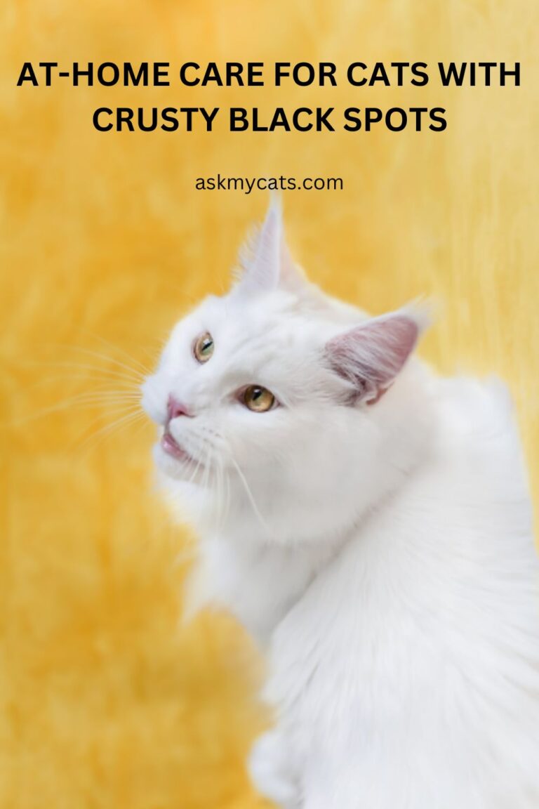 Why Is My Cat’s Nose Crusty And Black?