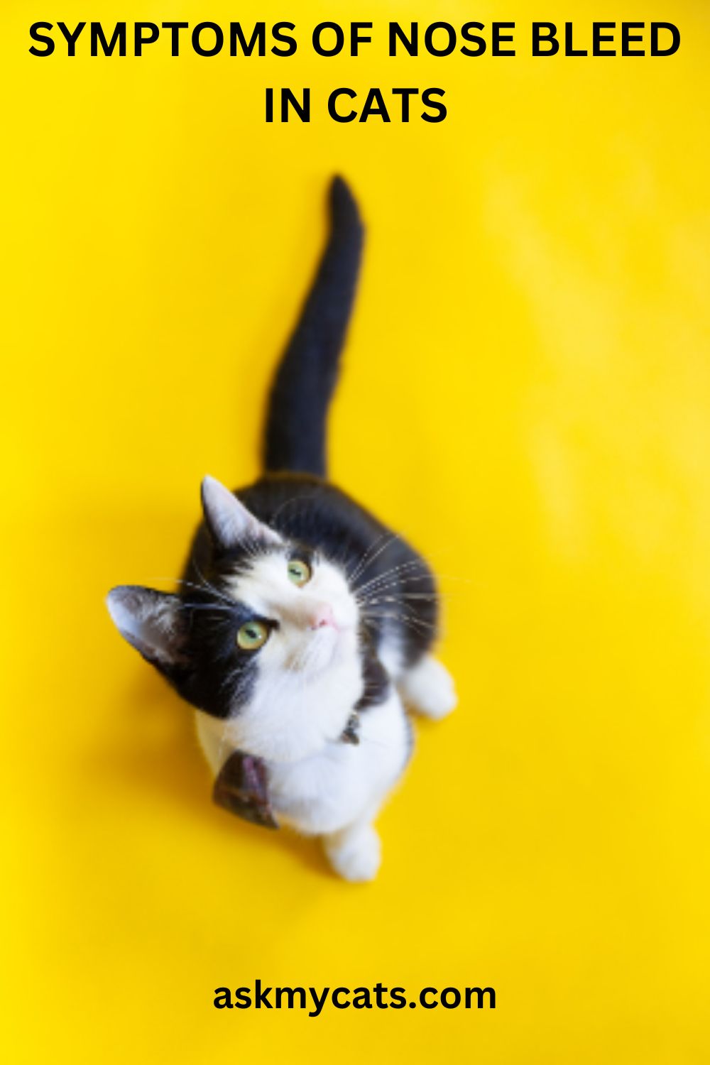 Why Is My Cat’s Nose Bleeding? Causes & Solution