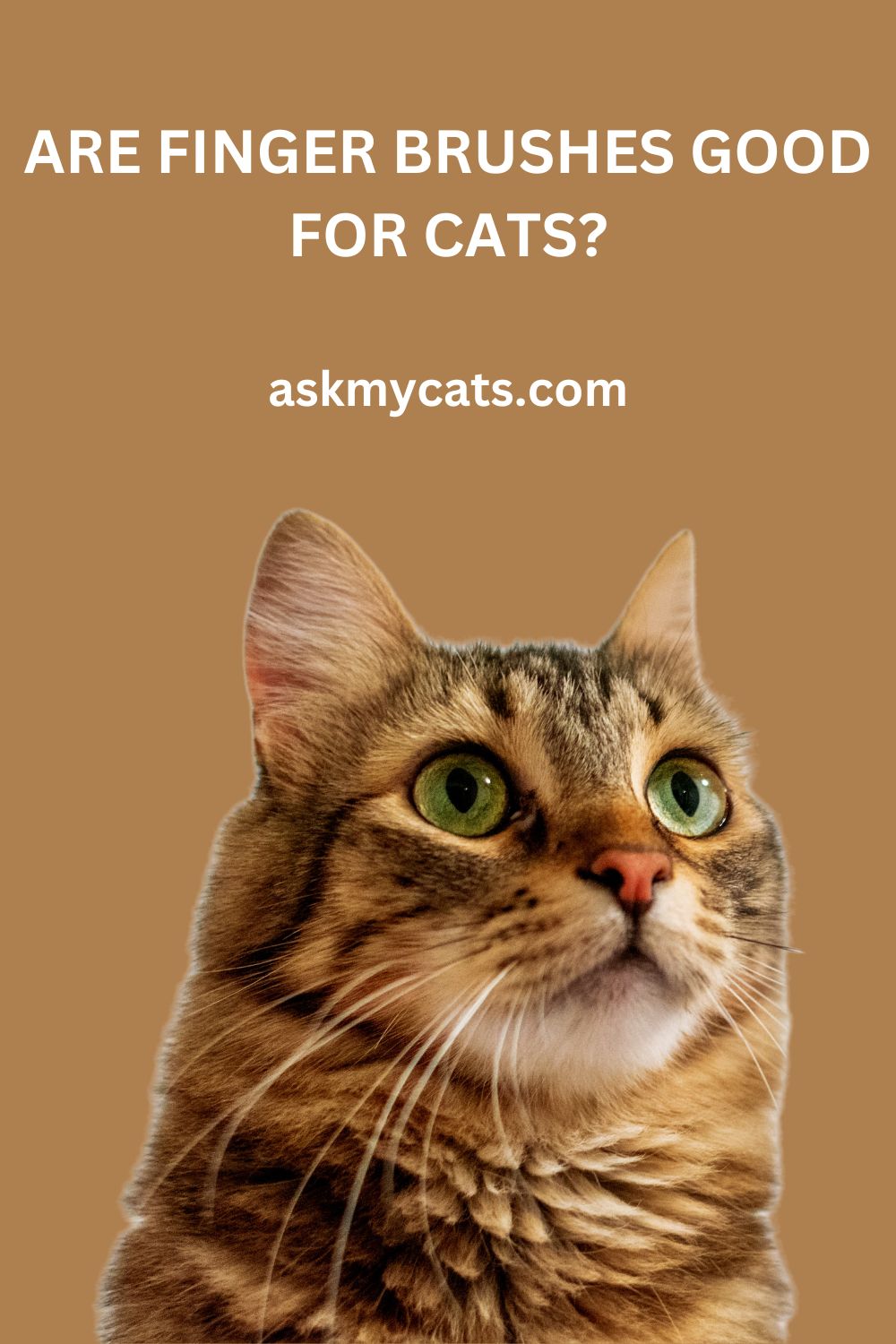 Finger Toothbrushes for Cats: A Comprehensive Guide