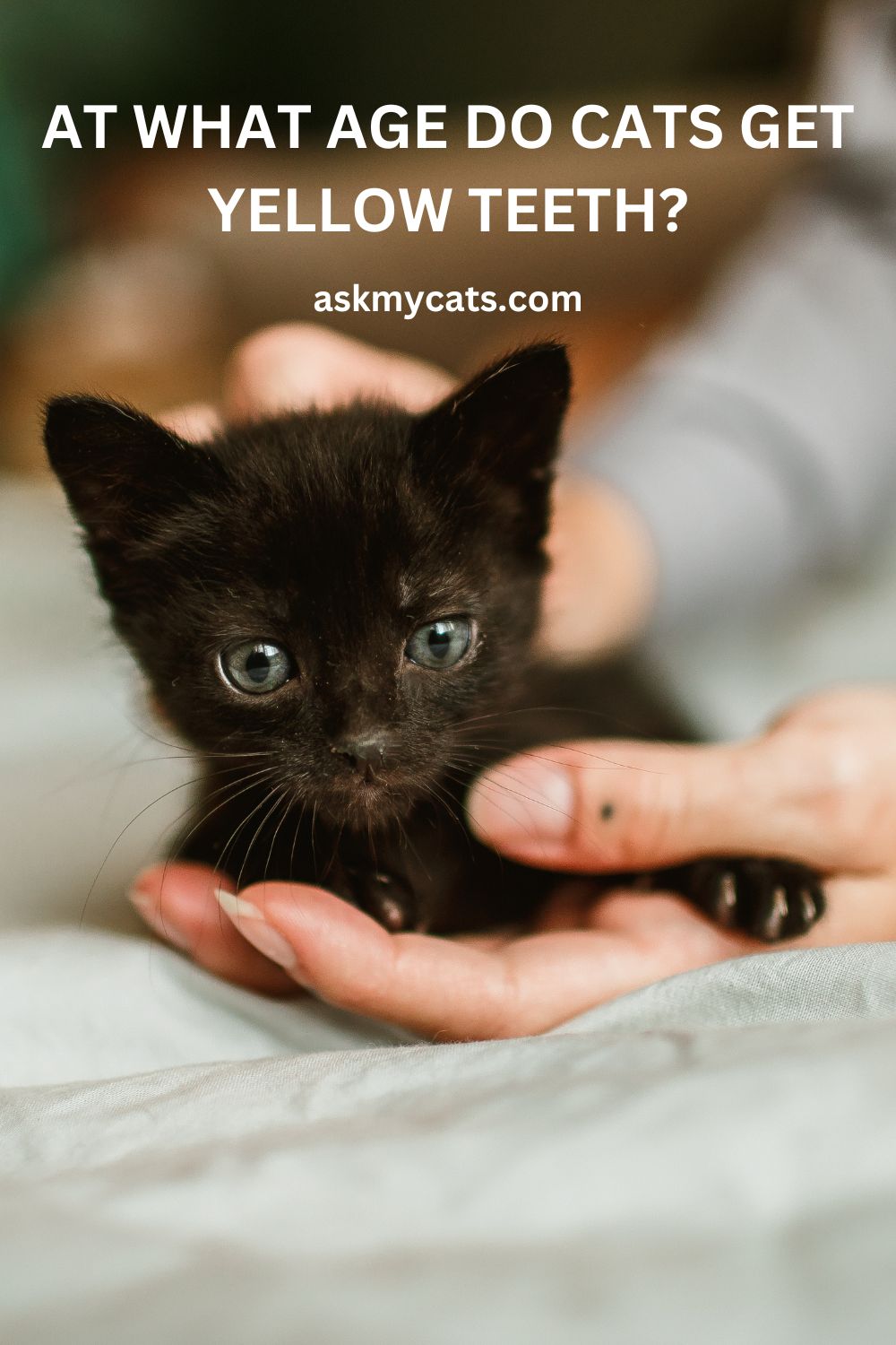 Yellow Teeth in Cats: What Every Pet Owner Needs to Know