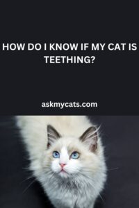 Cat Teething: Understanding the Age Timeline and Signs