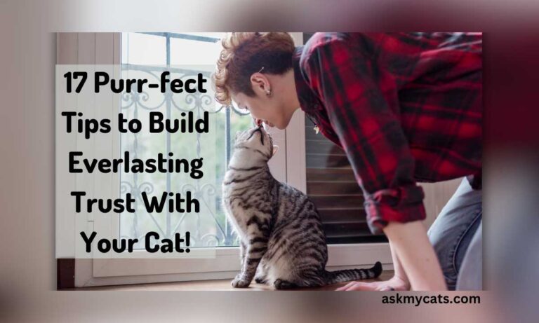 17 Purr-fect Tips to Build Everlasting Trust With Your Cat!