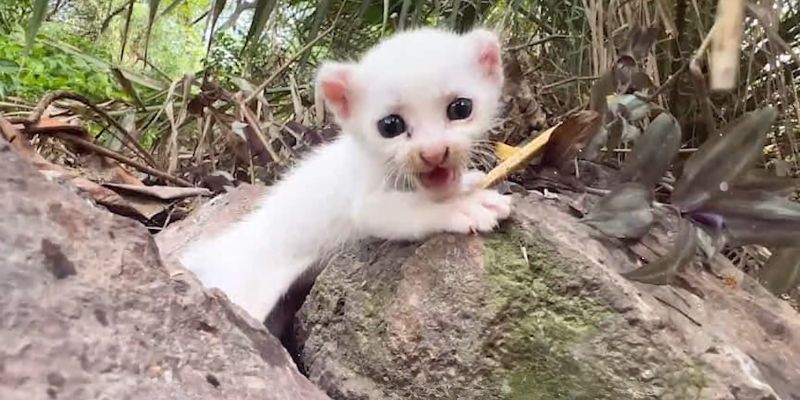 Mother Cat CRYING For Help Because Her Kitten Needs To Be Rescued