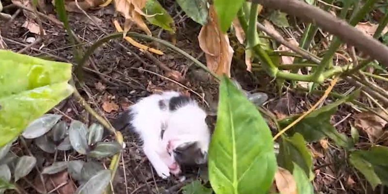 Mother Cat CRYING For Help Because Her Kitten Needs To Be Rescued