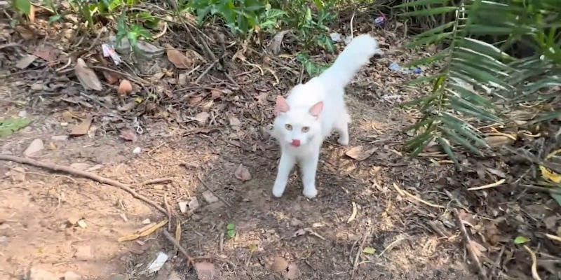 Mother Cat CRYING For Help Because Her Kitten Needs To Be Rescued