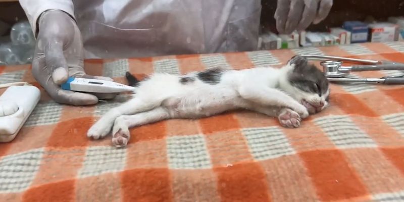 Mother Cat CRYING For Help Because Her Kitten Needs To Be Rescued