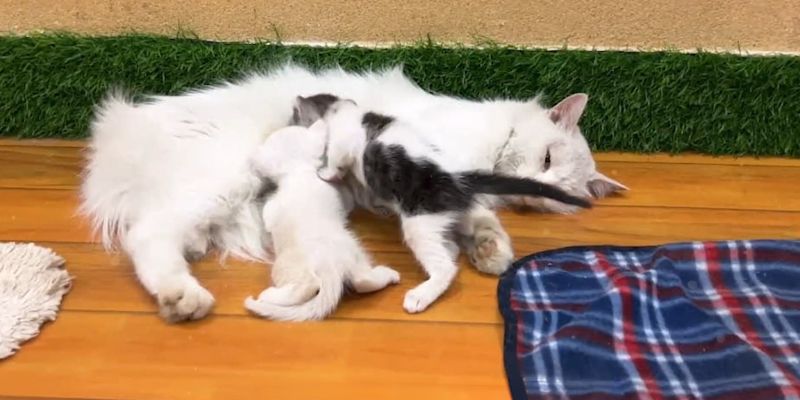 Mother Cat CRYING For Help Because Her Kitten Needs To Be Rescued