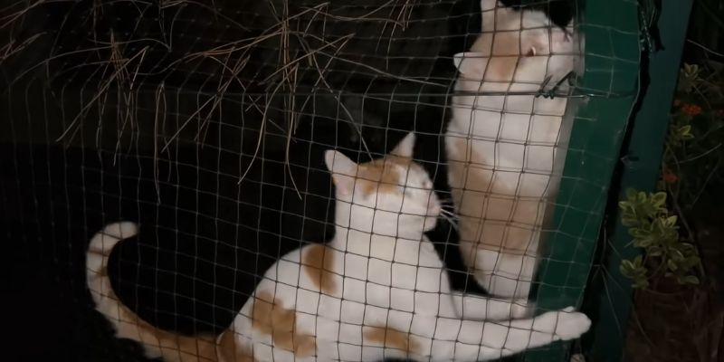 Runaway Cat Returns Home and Asks to Be Let in