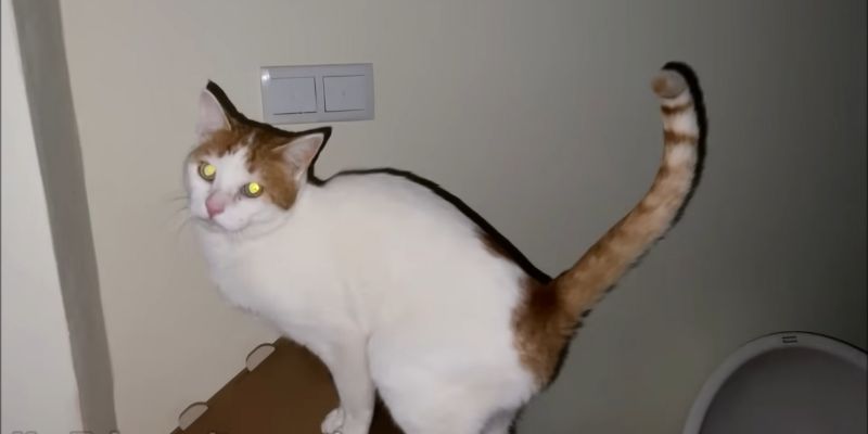 Runaway Cat Returns Home and Asks to Be Let in