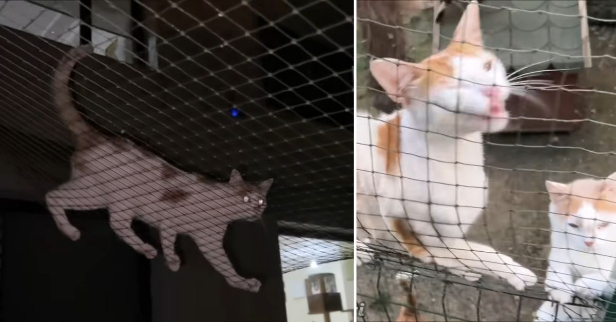 Runaway Cat Returns Home and Asks to Be Let in