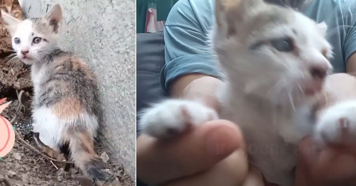 Tiny Victim of SADISTIC owner: Kitten TREMBLE in Fear