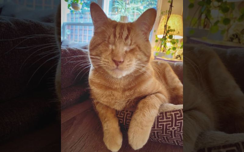 A Blind Ginger Cat Teaches A Couple About Seeing The World Differently