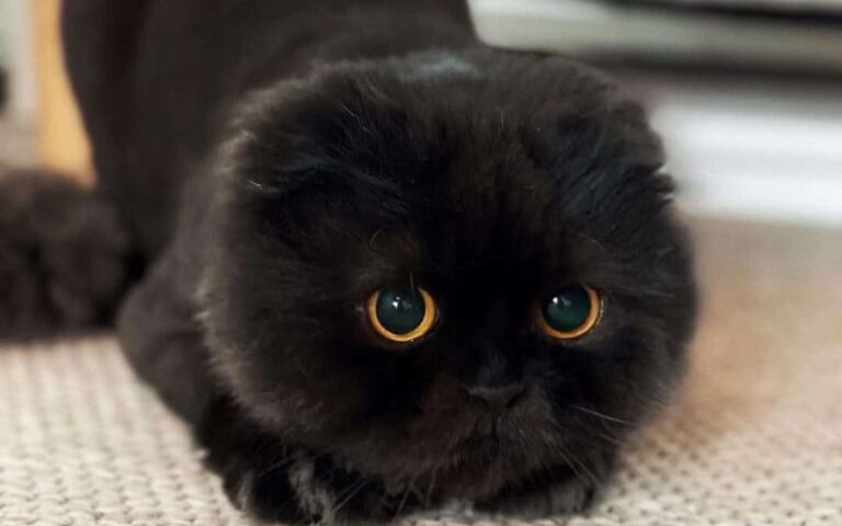 A Cat With Moon-like Eyes Captures Hearts Worldwide
