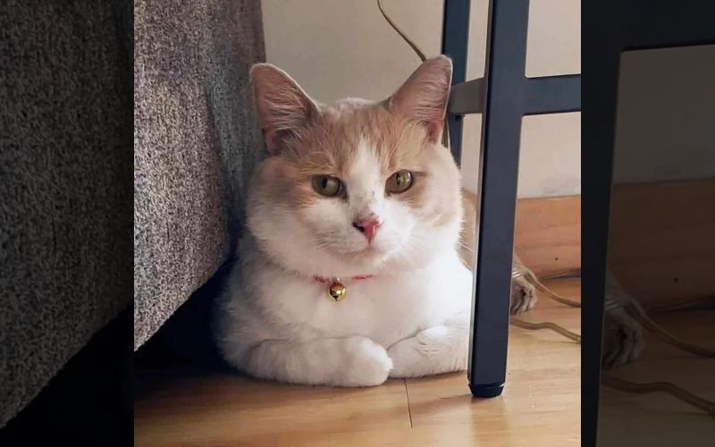 A Vocal Cat's Plea Leads to an Unexpected Forever Home