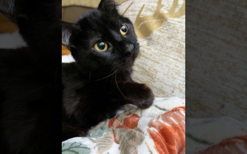 Black Cat With Birth Defect Finally Gets Adopted, Bringing Joy To His ...