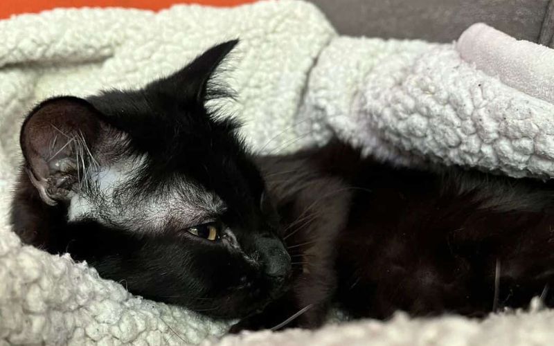 Black Cat With Birth Defect Finally Gets Adopted, Bringing Joy To His ...