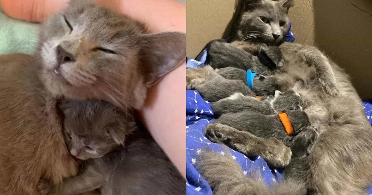 Brave Mother Cat Keeps Her Babies Together And Desperately Waits For ...